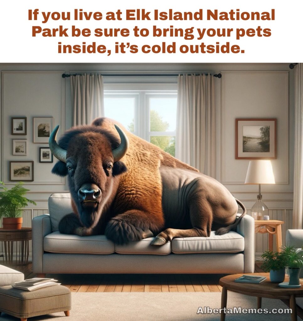 Bring your Bisons inside, it’s cold outside meme - Alberta Memes